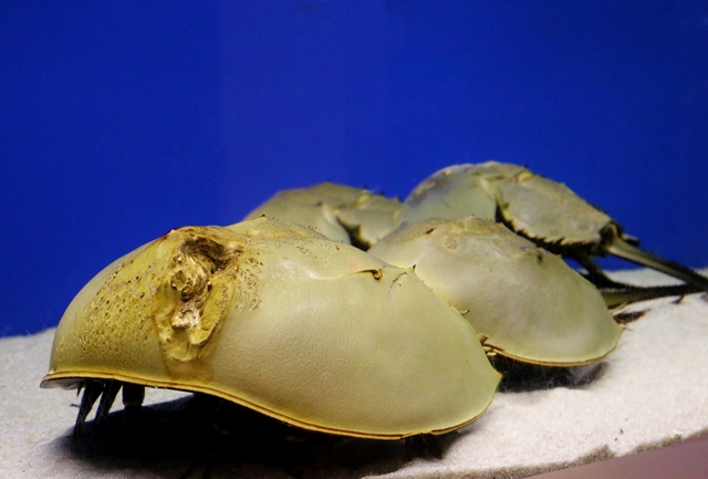 Elucidation of activation mechanism of beetle crab body fluid ...