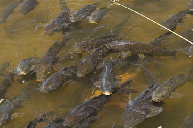 Kobe University, Osaka Ohtani University, University of Hyogo Exotic ...