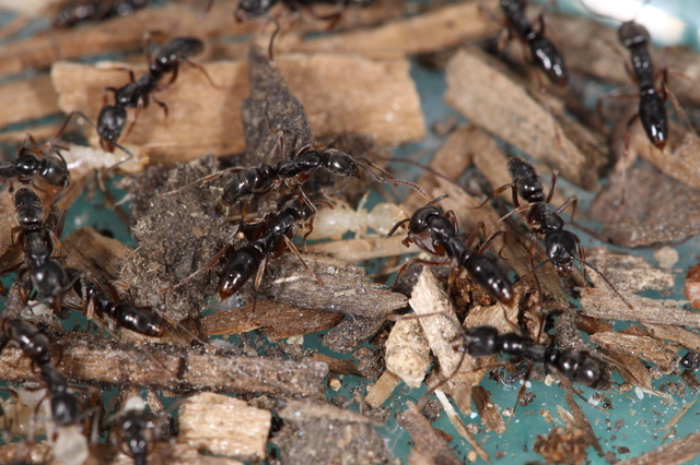 Japanese ants invade the United States, change eating habits and expand ...