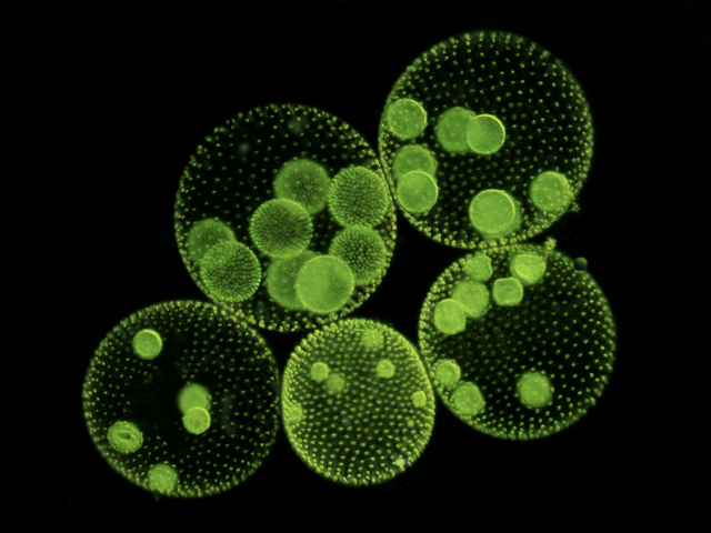 Discovered functional differentiation of flagella in Volvox zombie ...