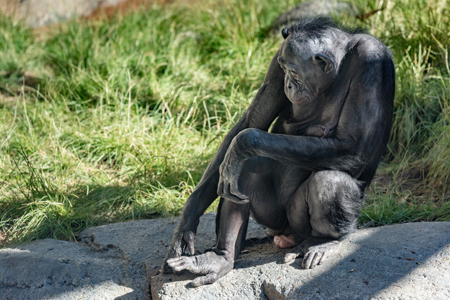 Kyoto University Experiments with Eating Behavior of Primates Bonobos ...