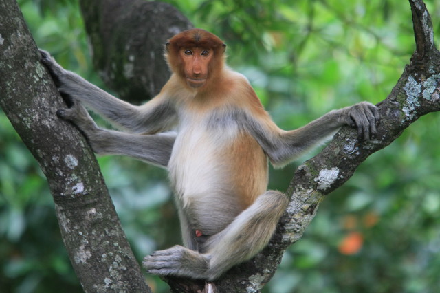 The world's first successful identification of the bacterial flora that ...