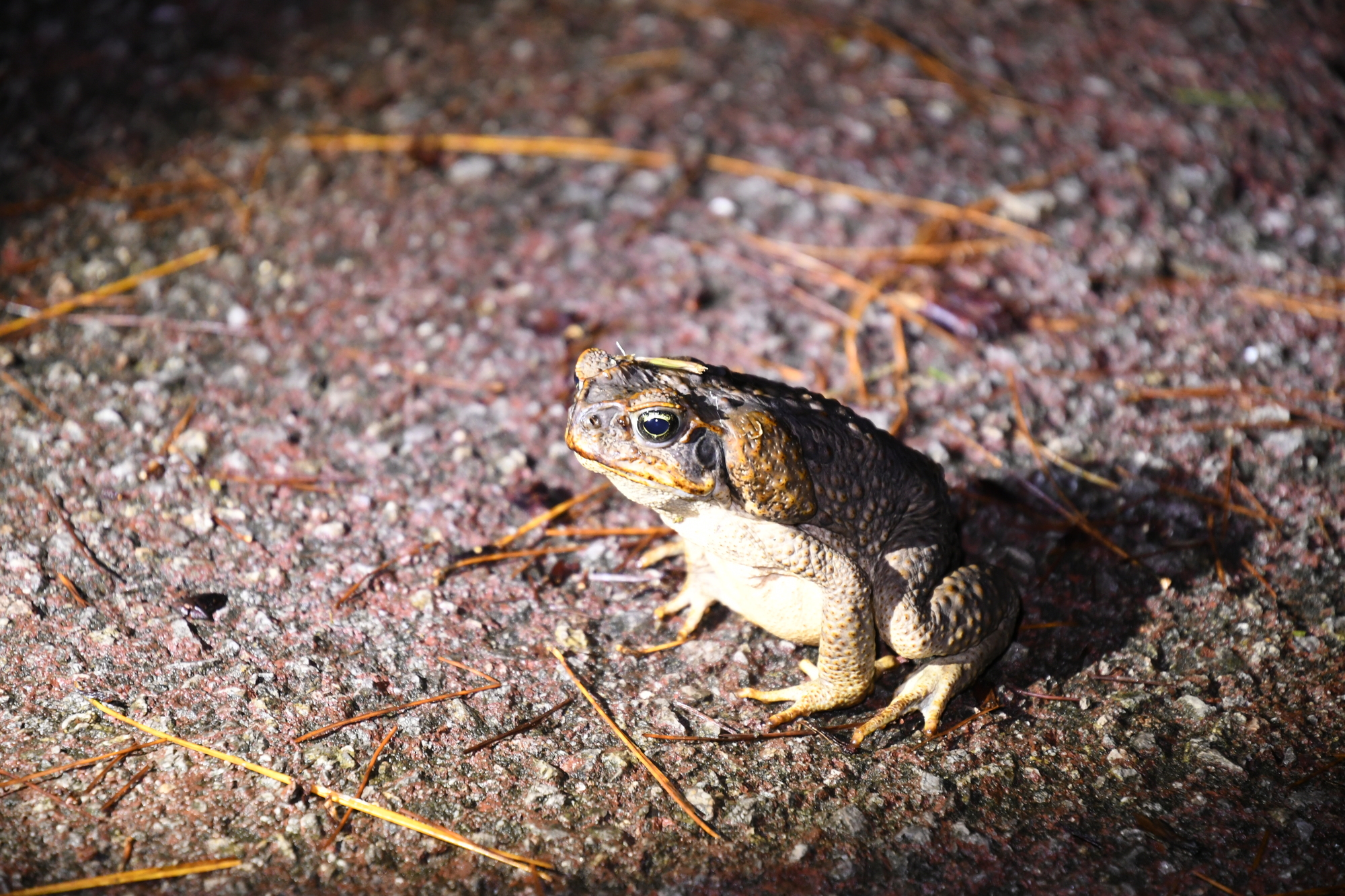 Surprising relationship between light pollution and alien species ...