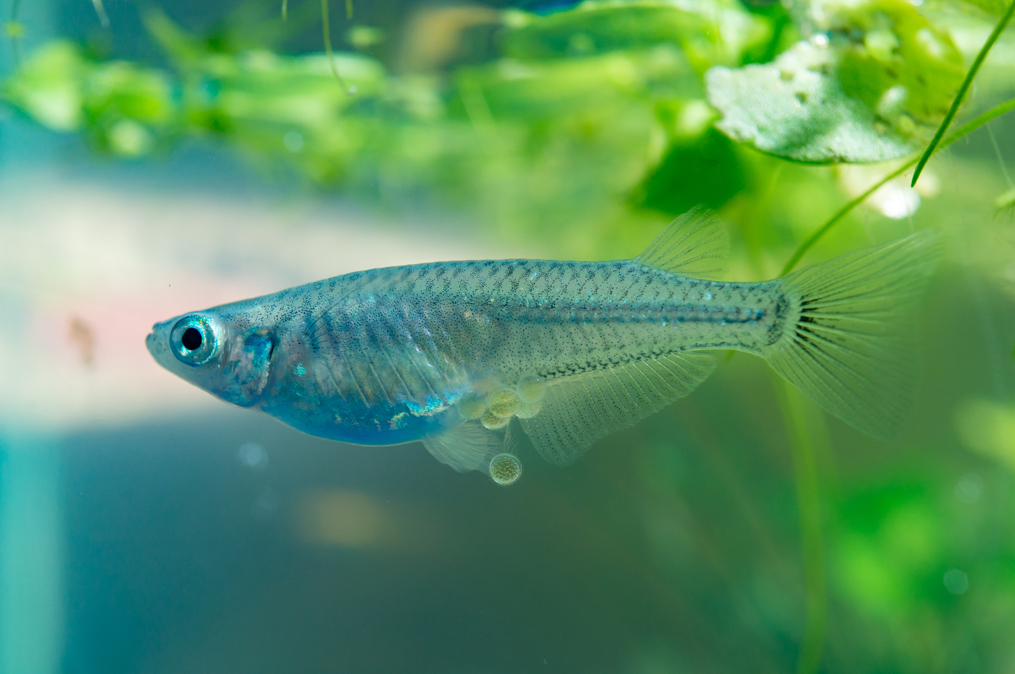 Elucidation of the mechanism by which germ cells of female medaka ...