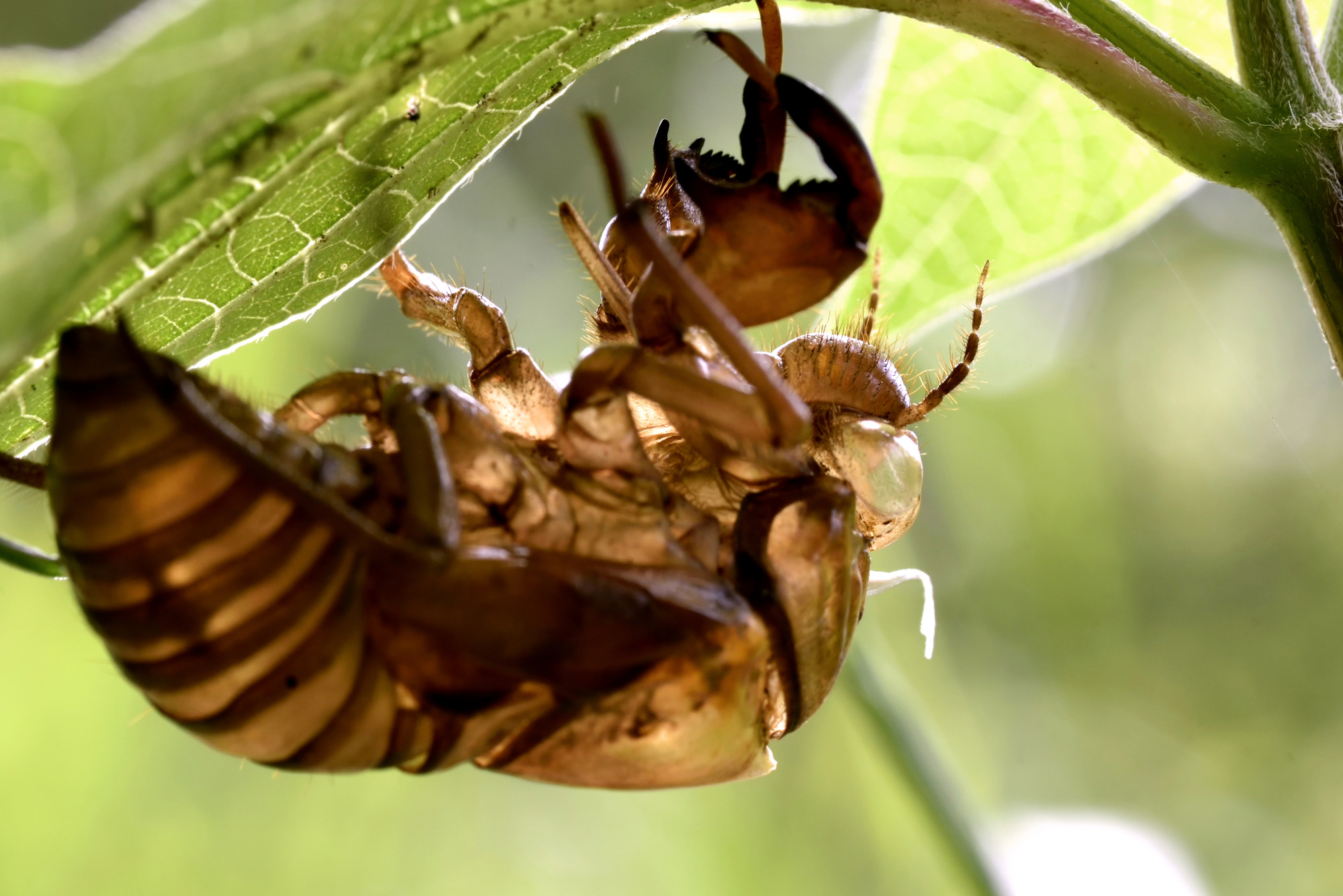 Succeeded in 3D gel printing that mimics the remodeling of the outer ...