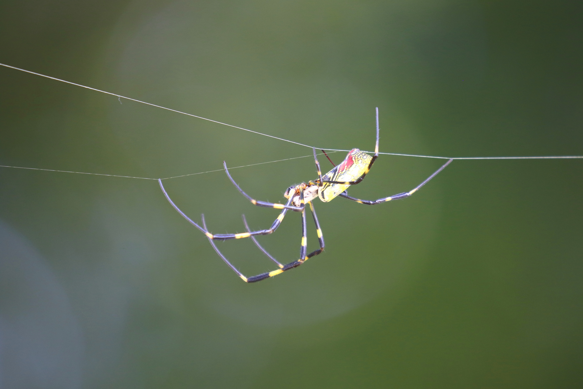 Discovering a new constituent protein of spider silk that dramatically ...