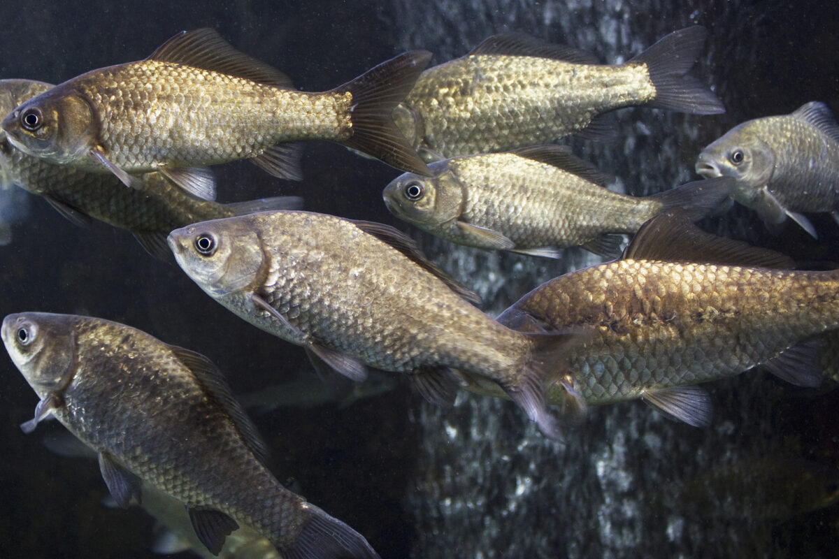 Clone breeding species Japanese funa, gaining genetic diversity while ...