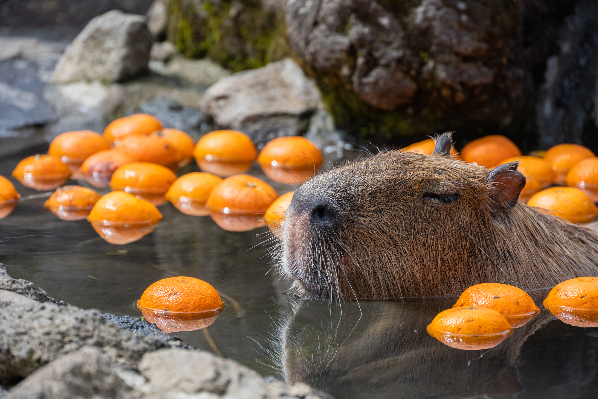 Yamaguchi University Demonstrates Capybara-University Journal Online