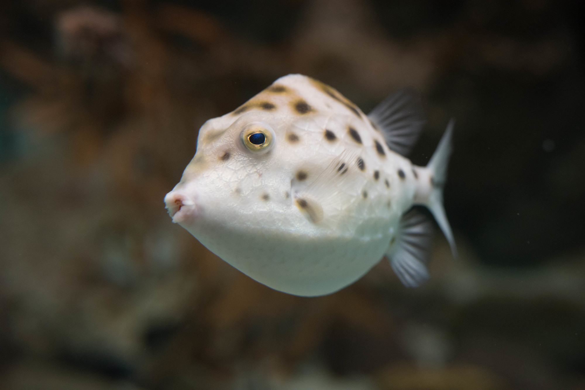 How do saltwater fish excrete boric acid contained in seawater ...