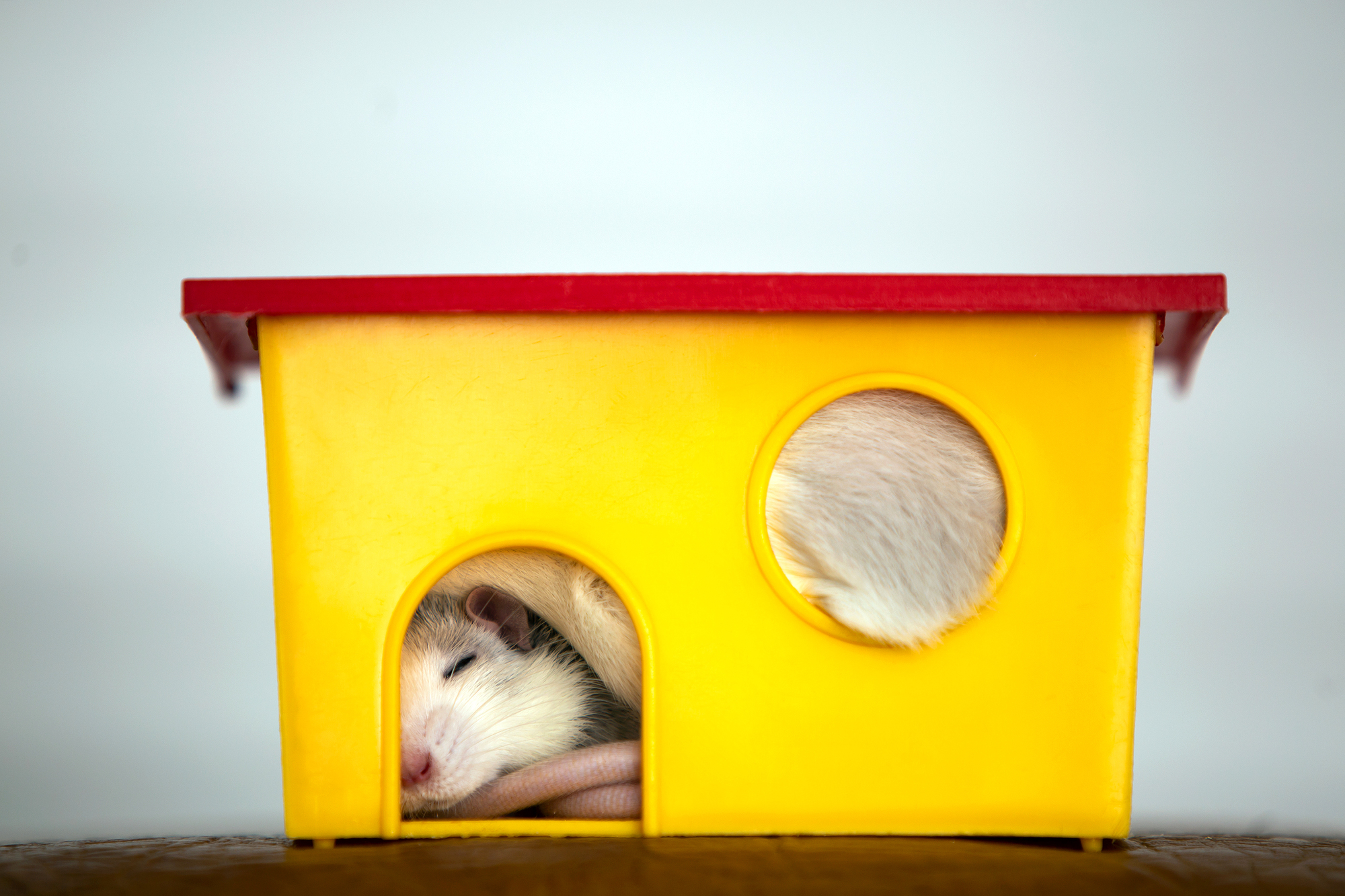 Opposite effects of brainstem brain waves in REM and NREM sleep in mice ...