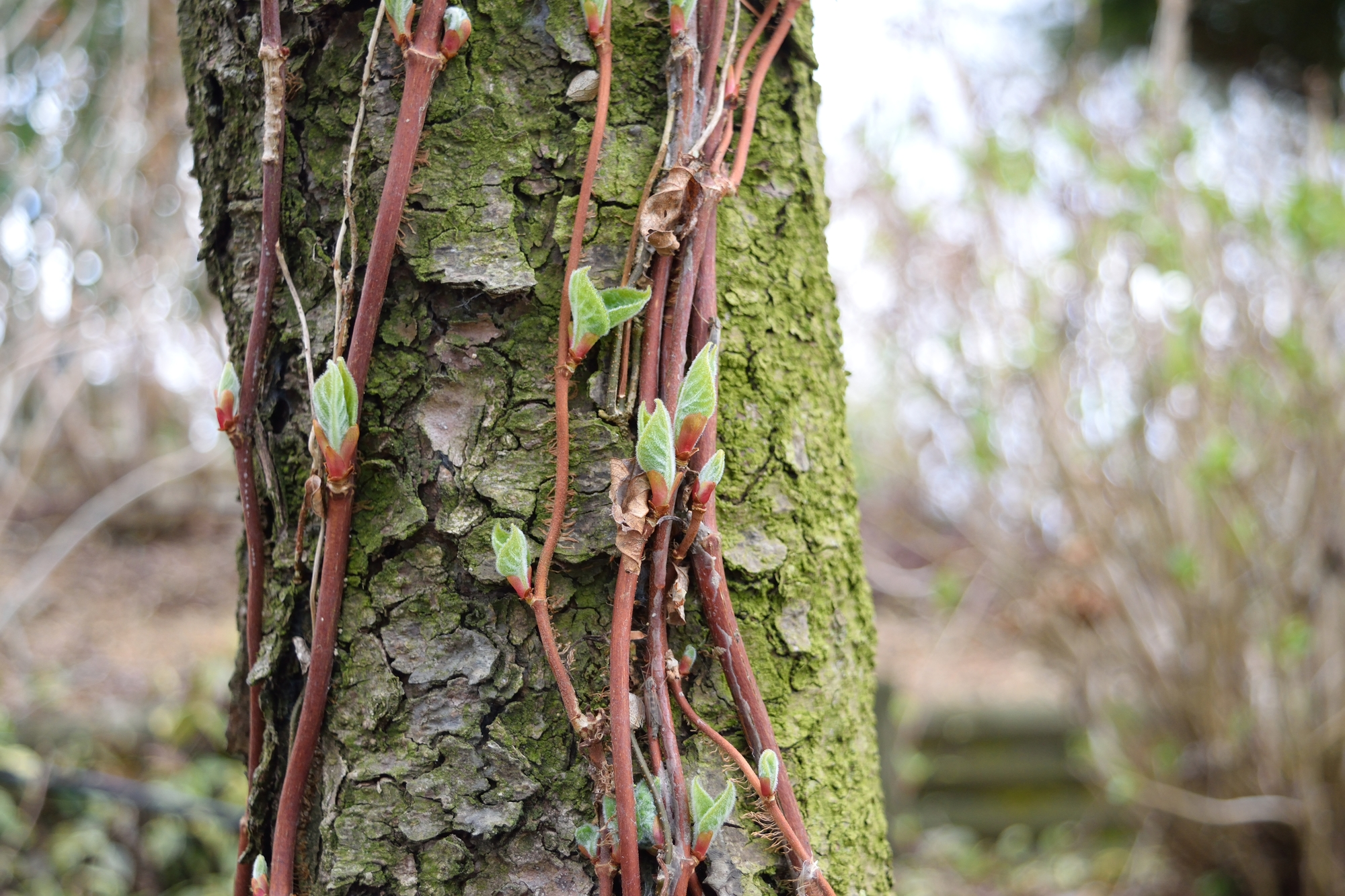 Japanese vines show different distribution patterns depending on ...