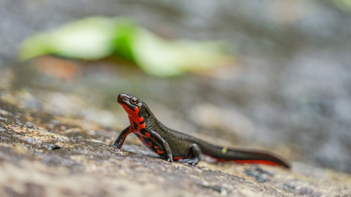 Nagoya University and others discover the key to newts' ability to ...