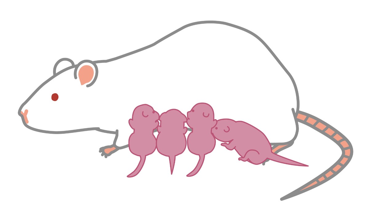 RIKEN and other institutes establish superovulation method that ...