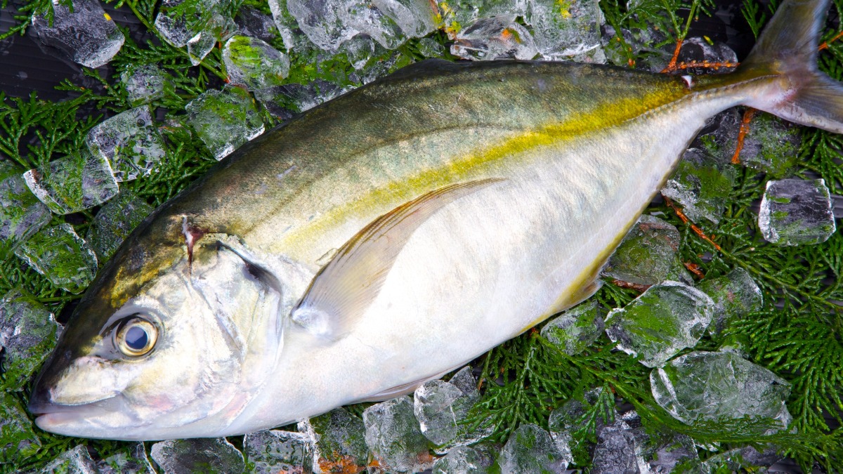 The value of nerve-killing striped jack examined by the University of ...