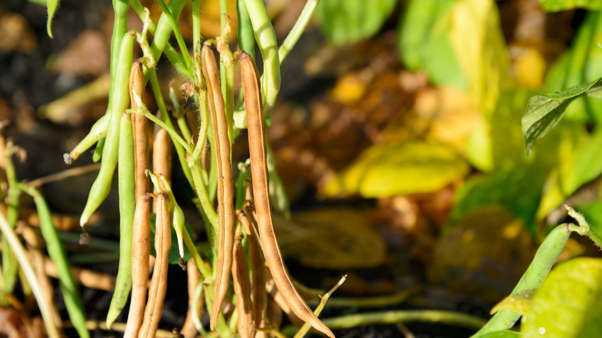 Adzuki bean cultivation began in Japan during the Jomon period ...